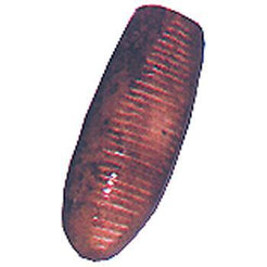 Puerto Rican Guiro Medium, 8"- 10", small lines – Lark in the Morning